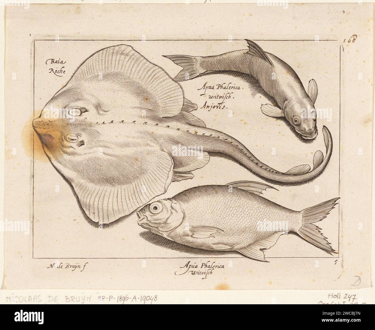 Rog, Brasem and Witvis, Nicolaes de Bruyn, 1581 - 1656 print ROG ...