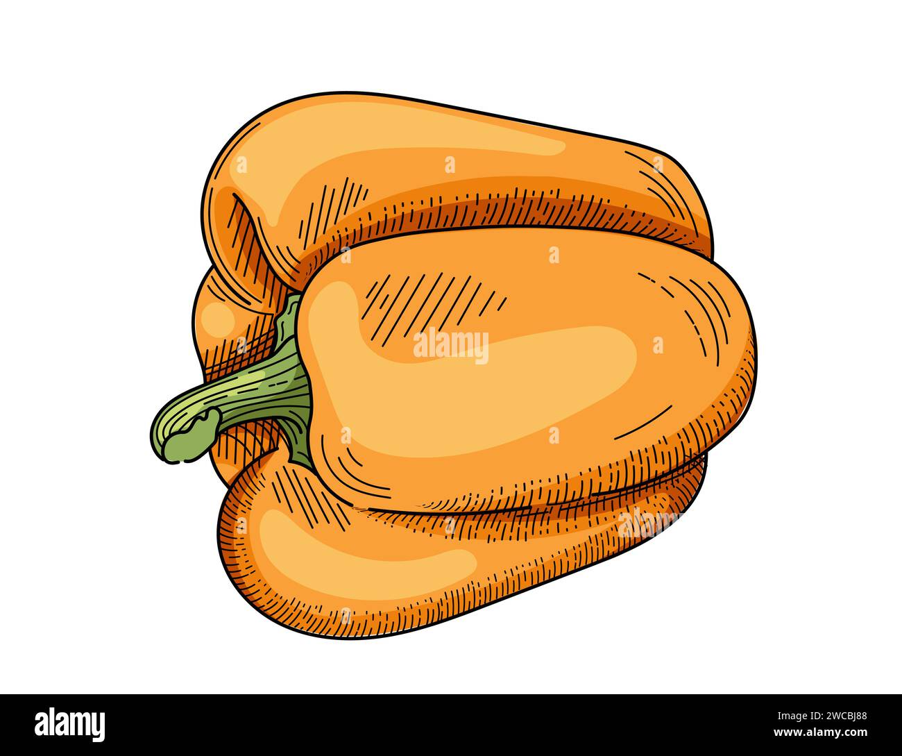 Bulgarian pepper yellow sketch outline hand drawn style whole paprika ...