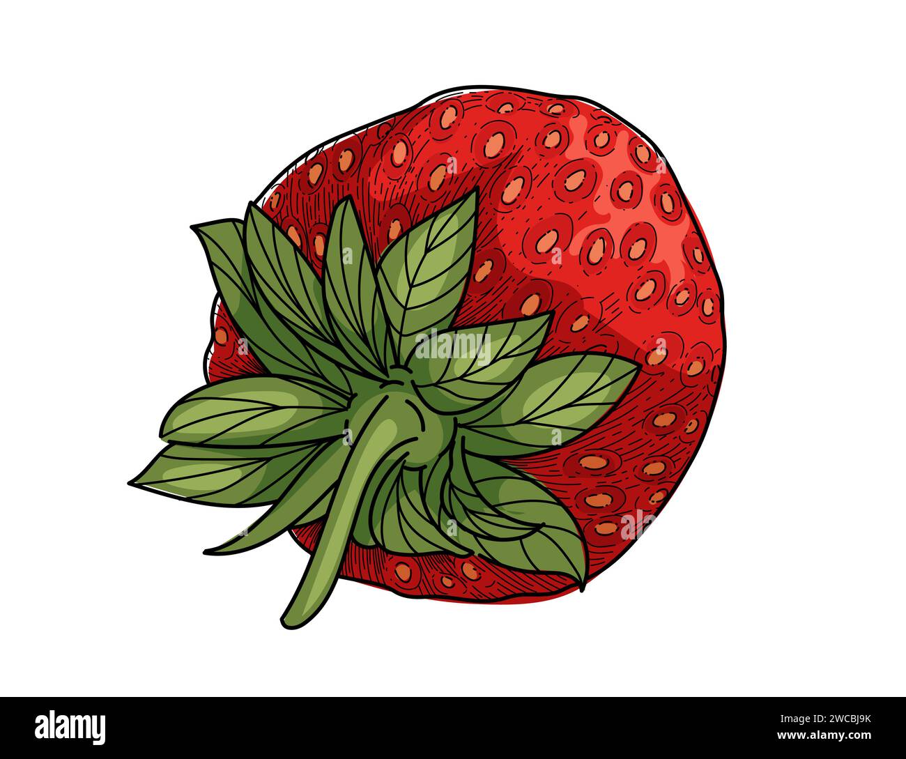 Strawberry berry red color sketch hand drawn style sweet food with ...