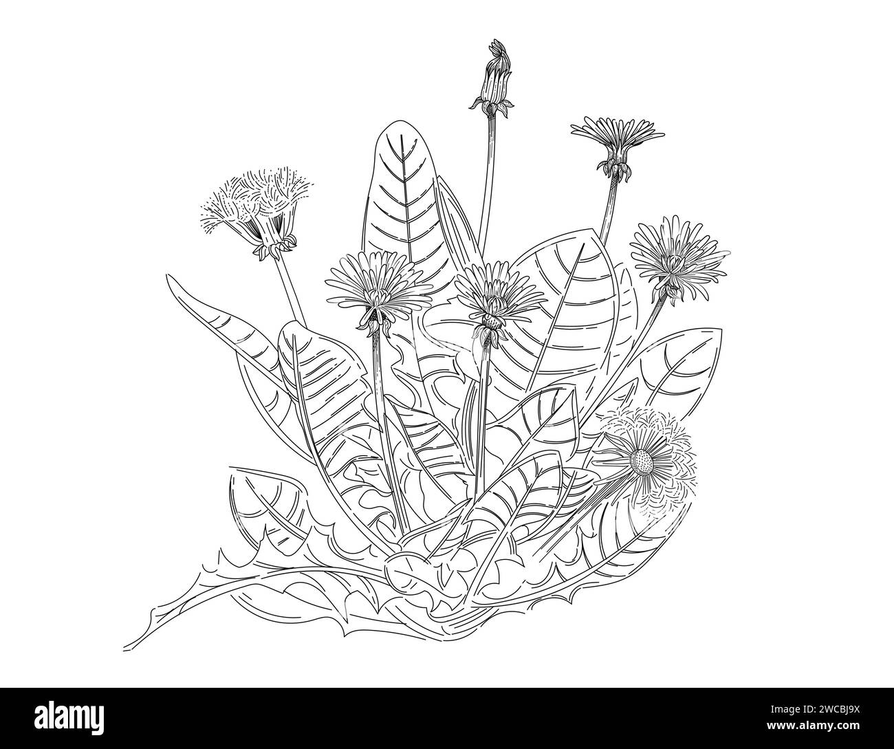 Dandelion flower bush hand drawn sketch for drawing book vector ...