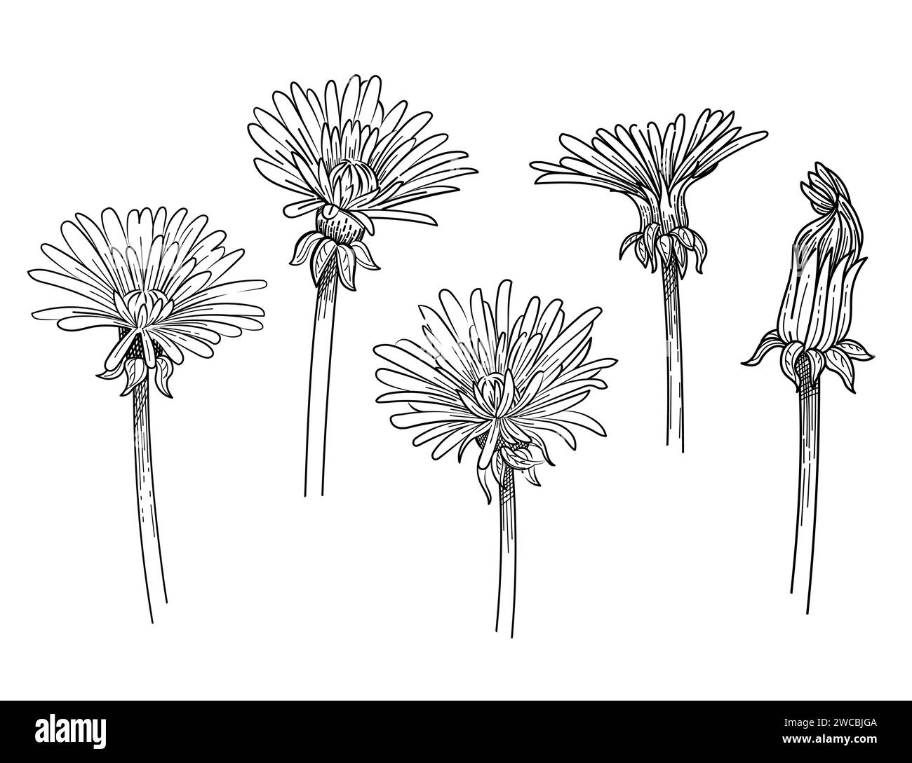 Simple Dandelion Line Drawing