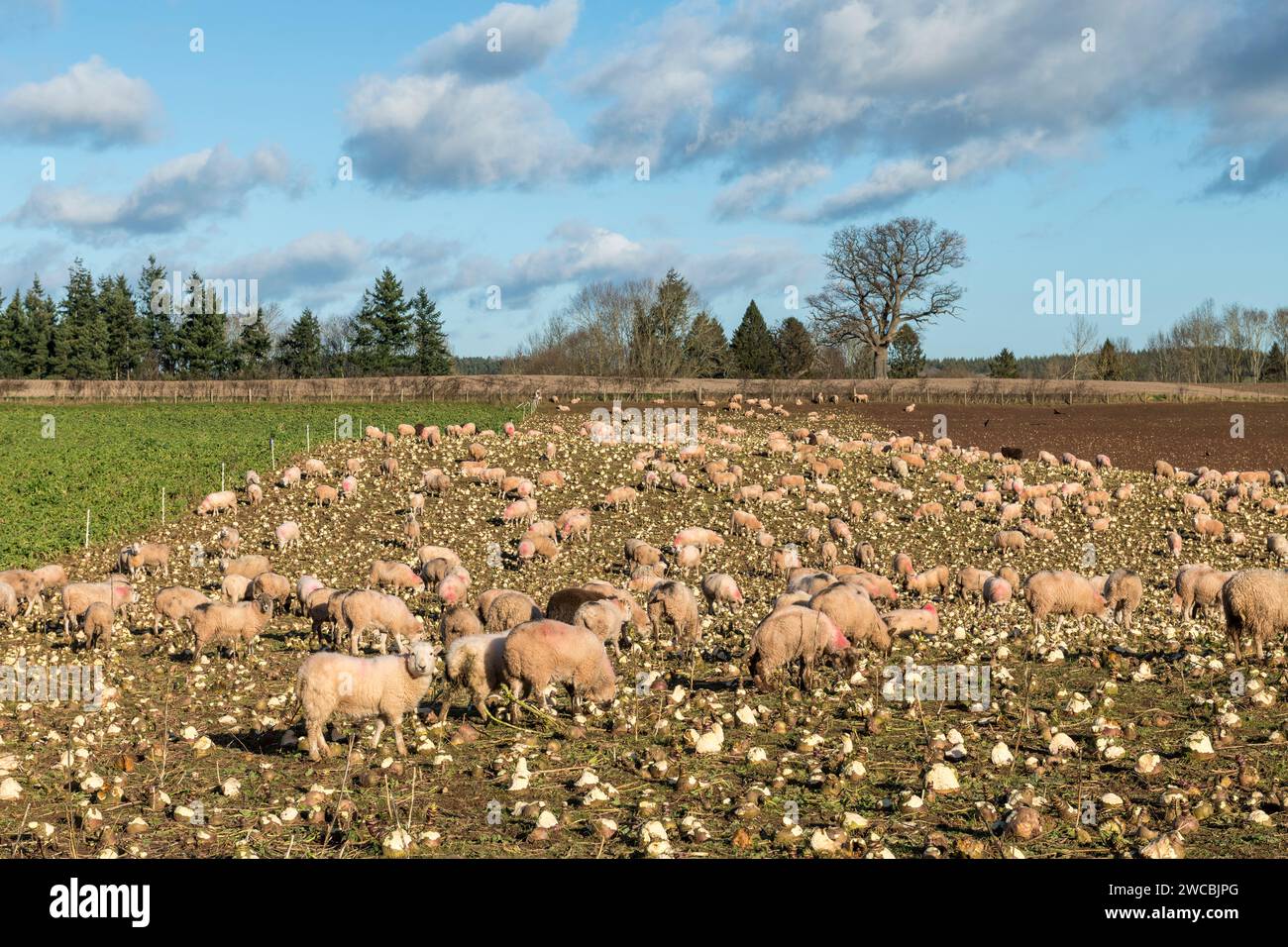 Fodder crop sheep hi-res stock photography and images - Alamy