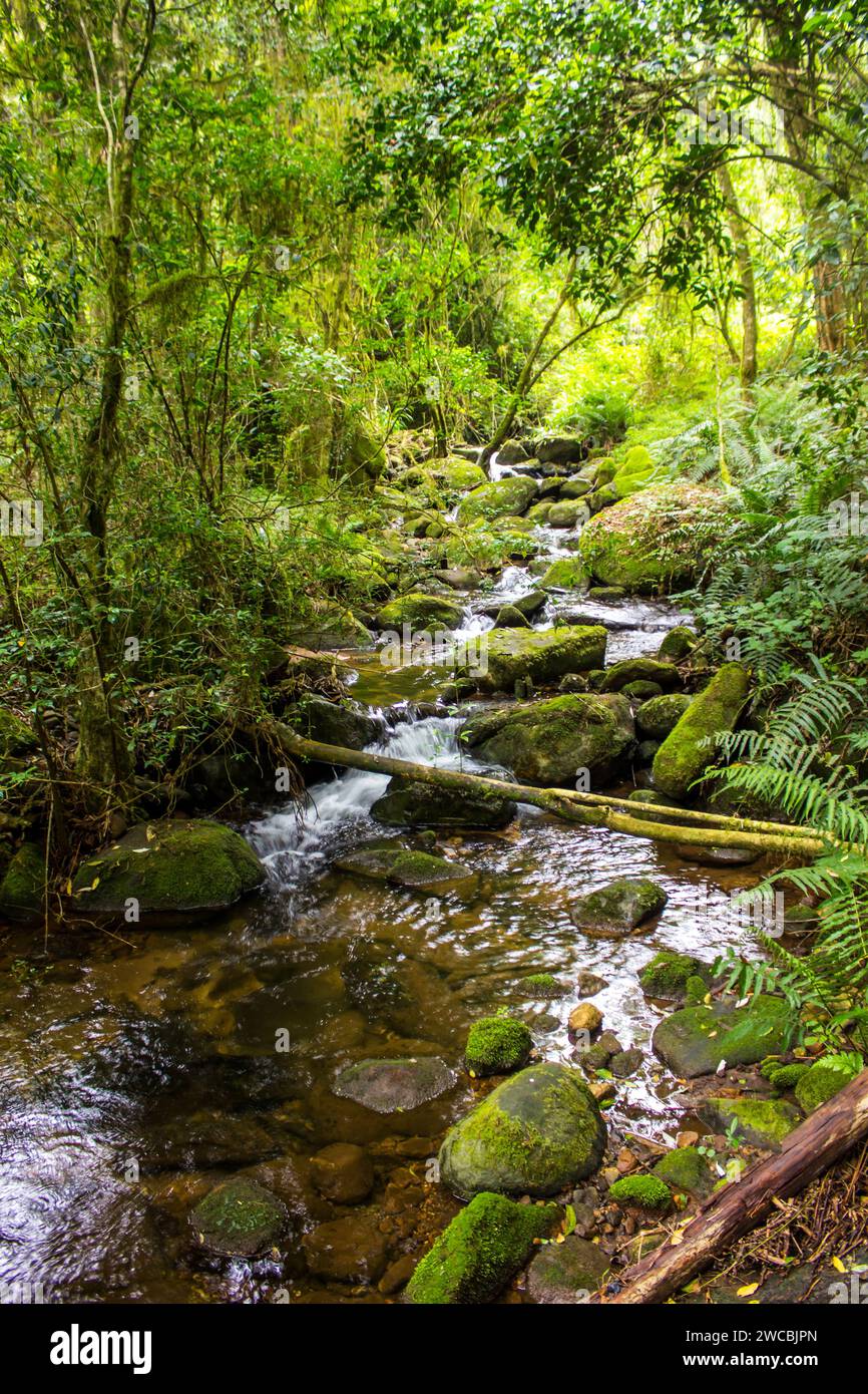 A small stream, filled with moss covered rounded boulders, flowing ...