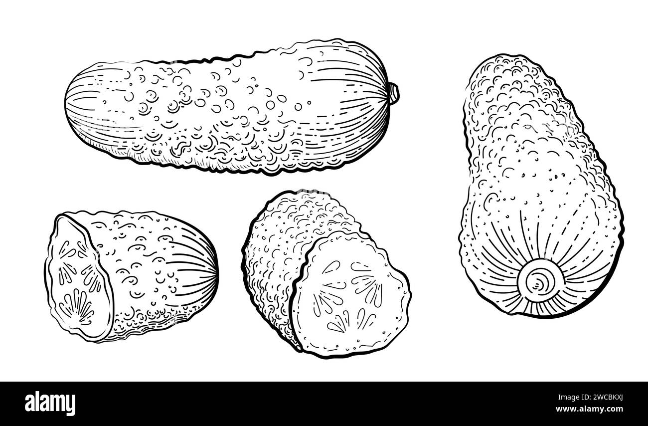 Set of cucumber vegetable outline style for drawing book vector ...