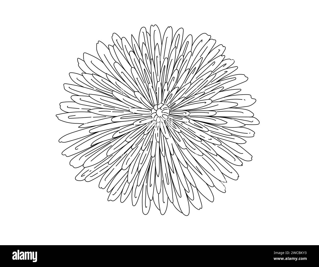 Dandelion flower hand drawn sketch for drawing book vector illustration ...