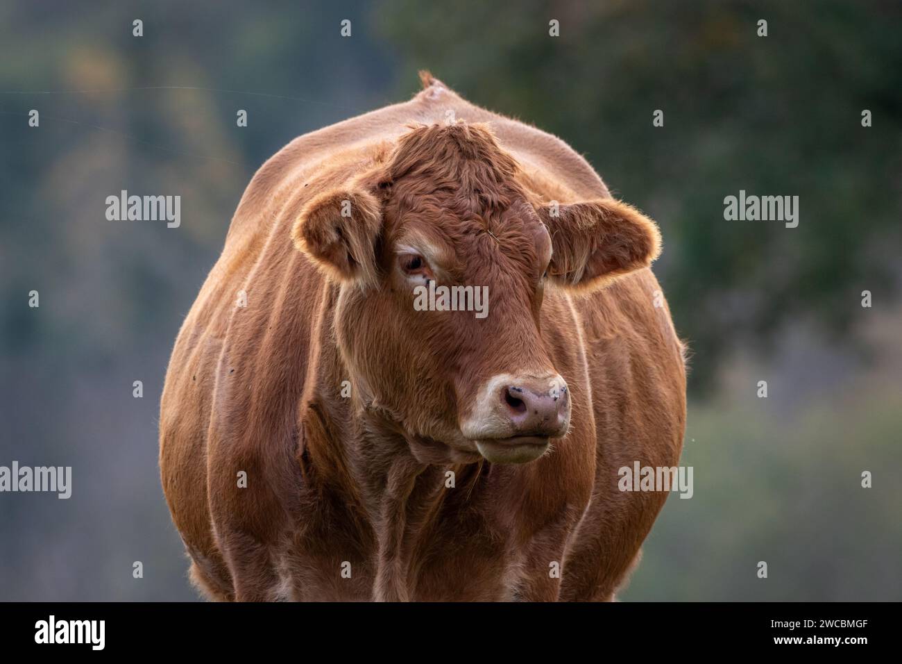 Healthy looking cattle hi-res stock photography and images - Alamy