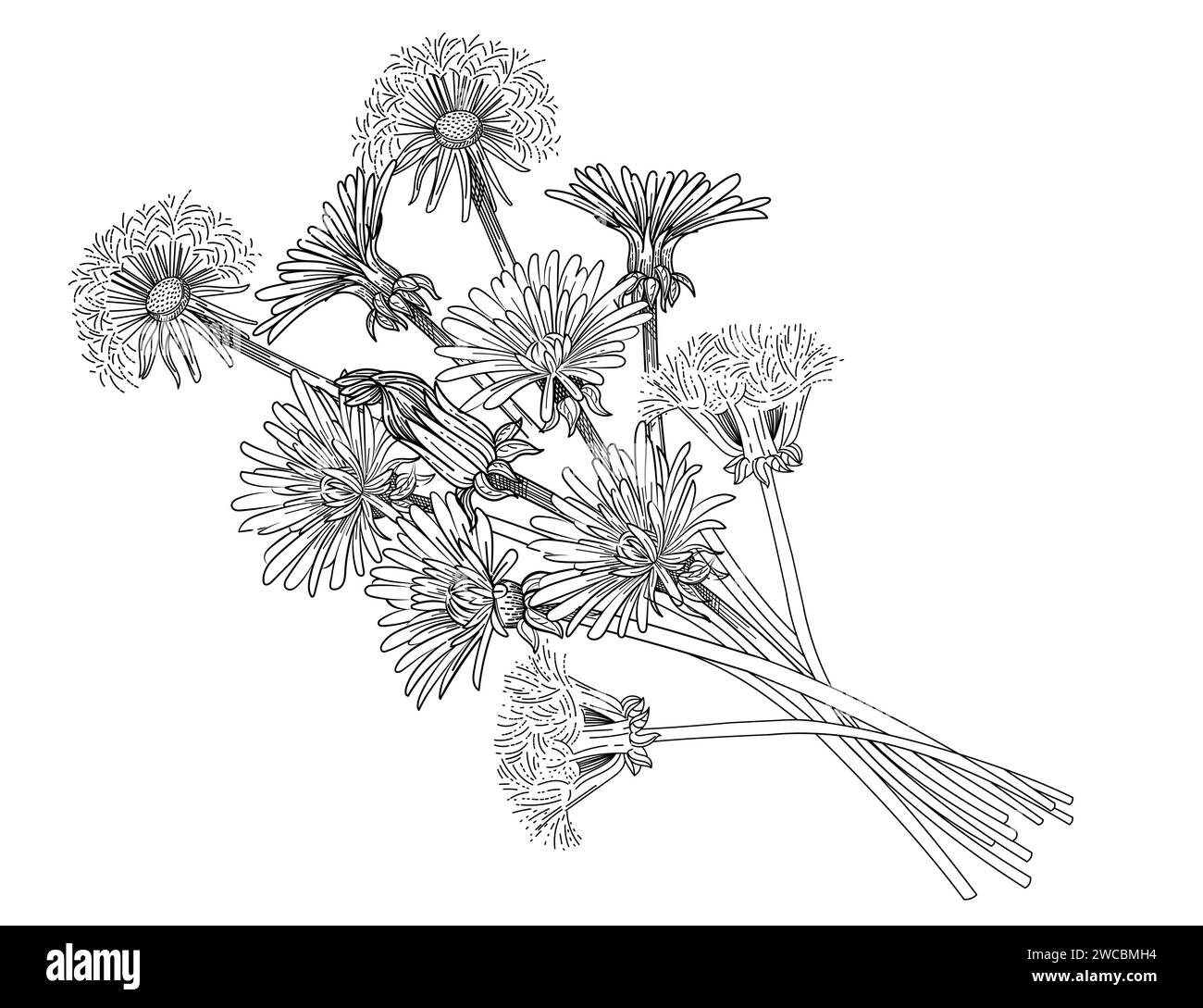 Dandelion flower bouquet hand drawn sketch for drawing book vector ...
