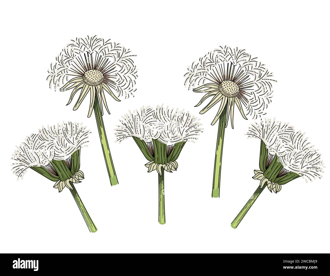 Dandelion flower set hand drawn colorful sketch for drawing book vector ...