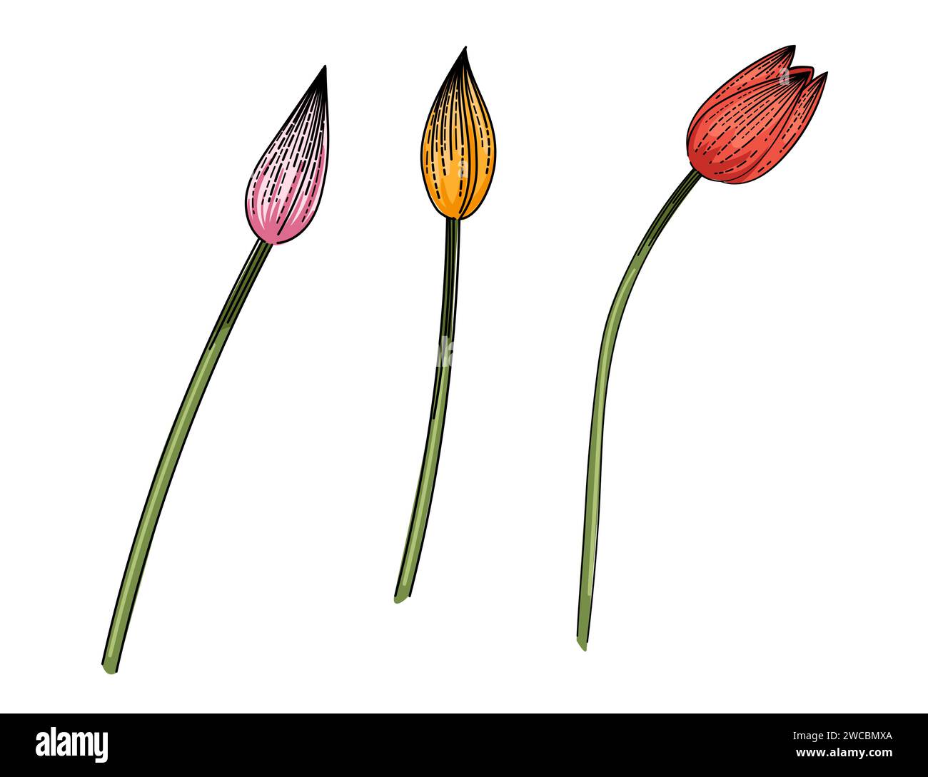 Set of three tulips flower hand drawn colorful sketch for drawing book ...