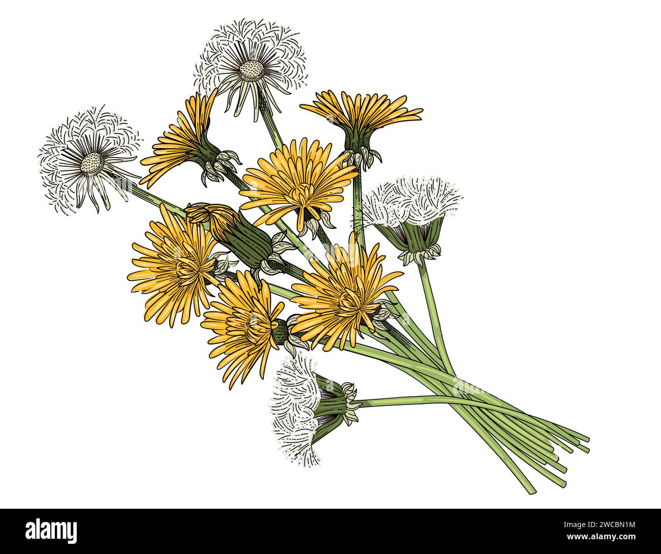 Dandelion flower bouquet hand drawn colorful sketch for drawing book ...