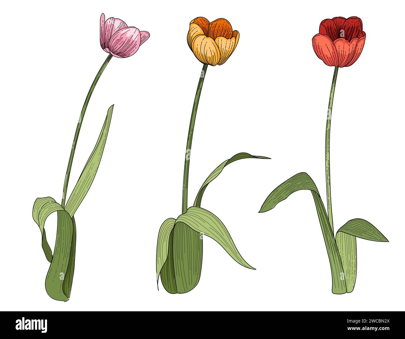 Set of three tulips flower hand drawn colorful sketch for drawing book ...