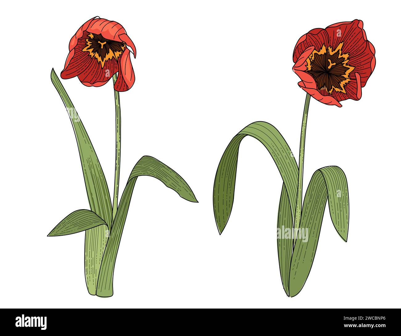 Set of two tulips flower hand drawn colorful sketch for drawing book ...