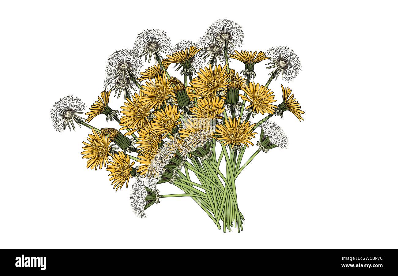 Dandelion flower bouquet hand drawn colorful sketch for drawing book ...