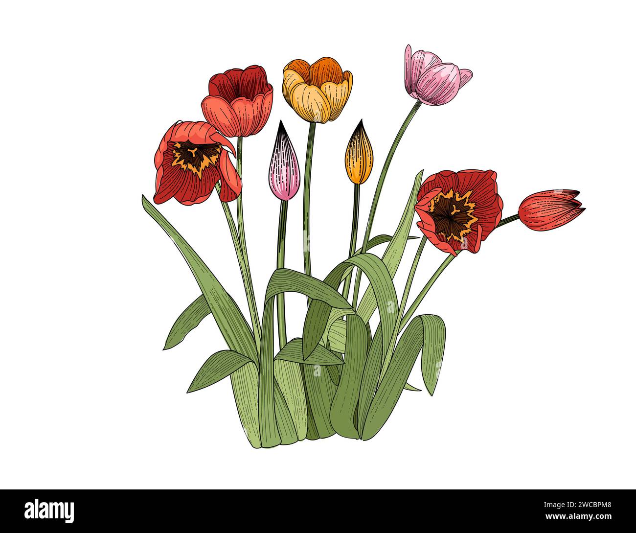 Set of three tulips flower hand drawn colorful sketch for drawing book ...