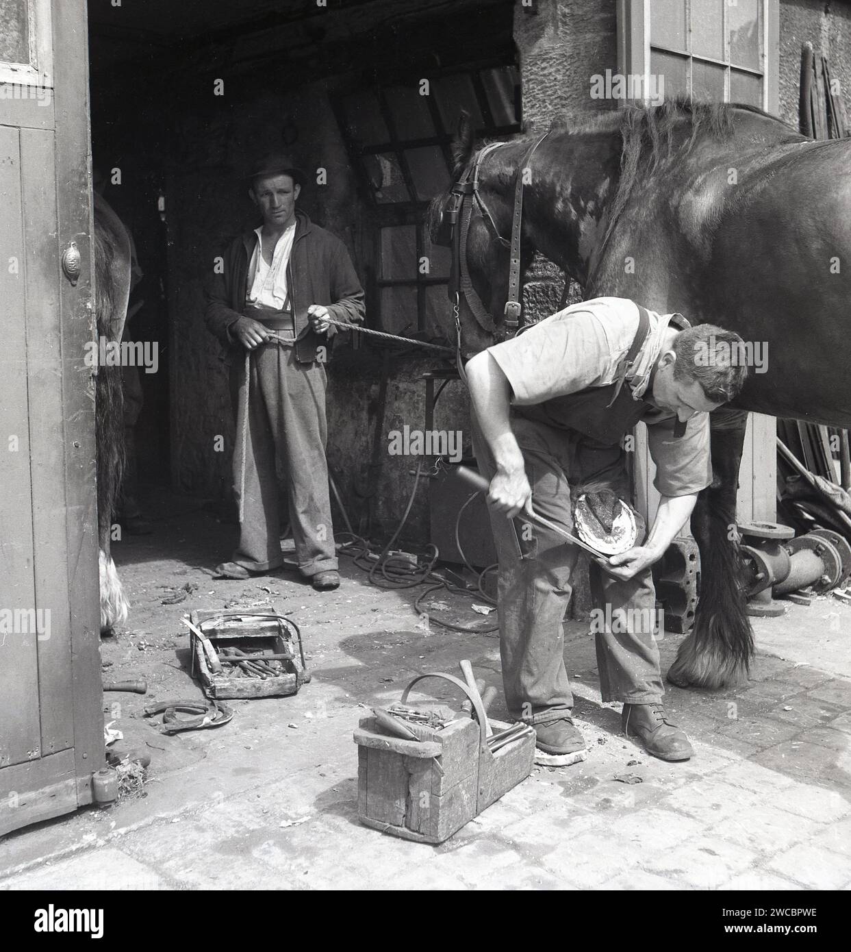 White horse in yard hi-res stock photography and images - Alamy