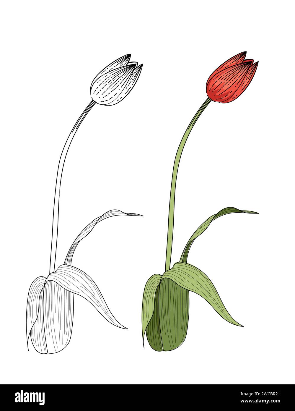Tulips flower hand drawn colorful with black and white sketch for ...