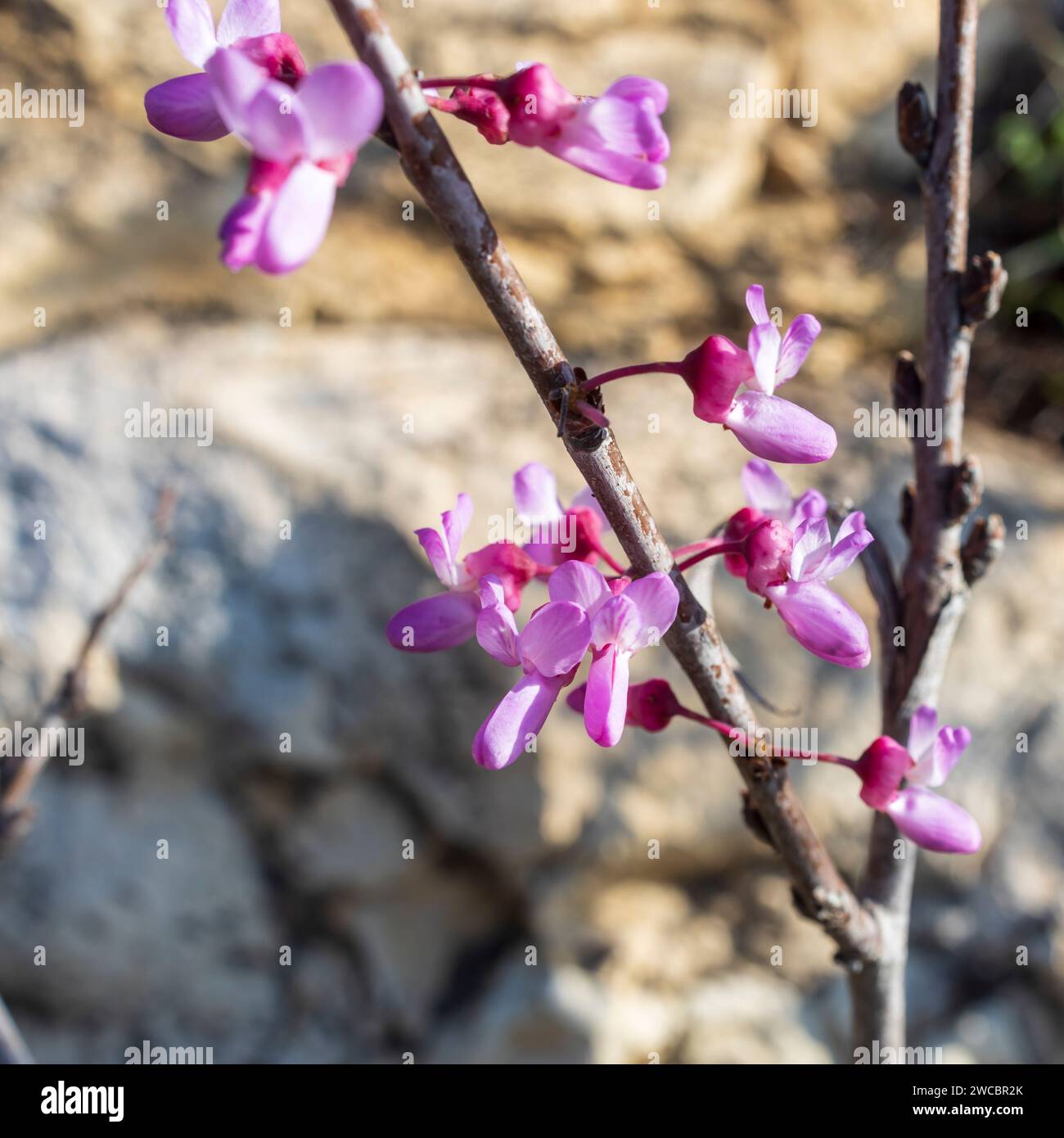 Cercis siliquastrum, commonly known as the Judas tree is a small ...