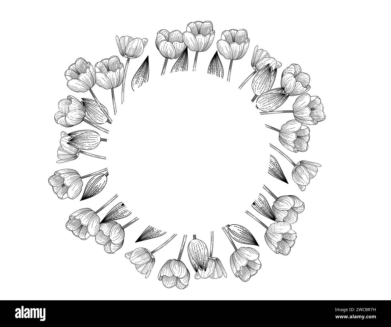 Set of three tulips flower hand drawn sketch for drawing book vector ...