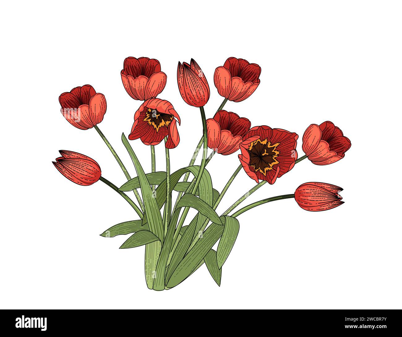 Set of three tulips flower hand drawn colorful sketch for drawing book ...