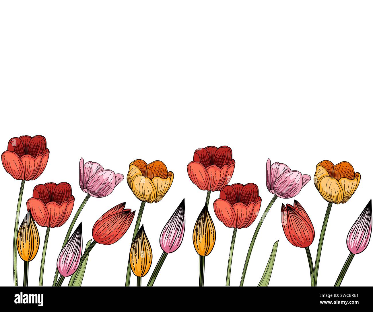 Set of three tulips flower hand drawn colorful sketch for drawing book ...