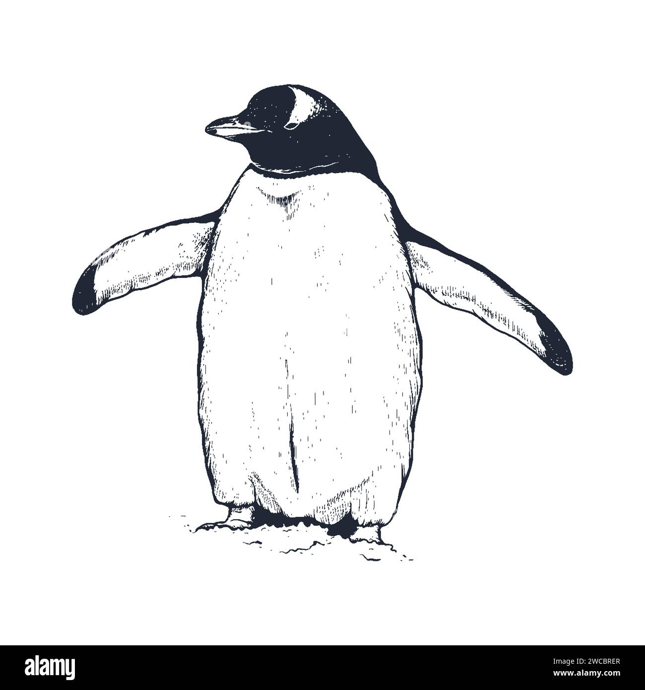 Penguin vector illustration Stock Vector Image & Art - Alamy
