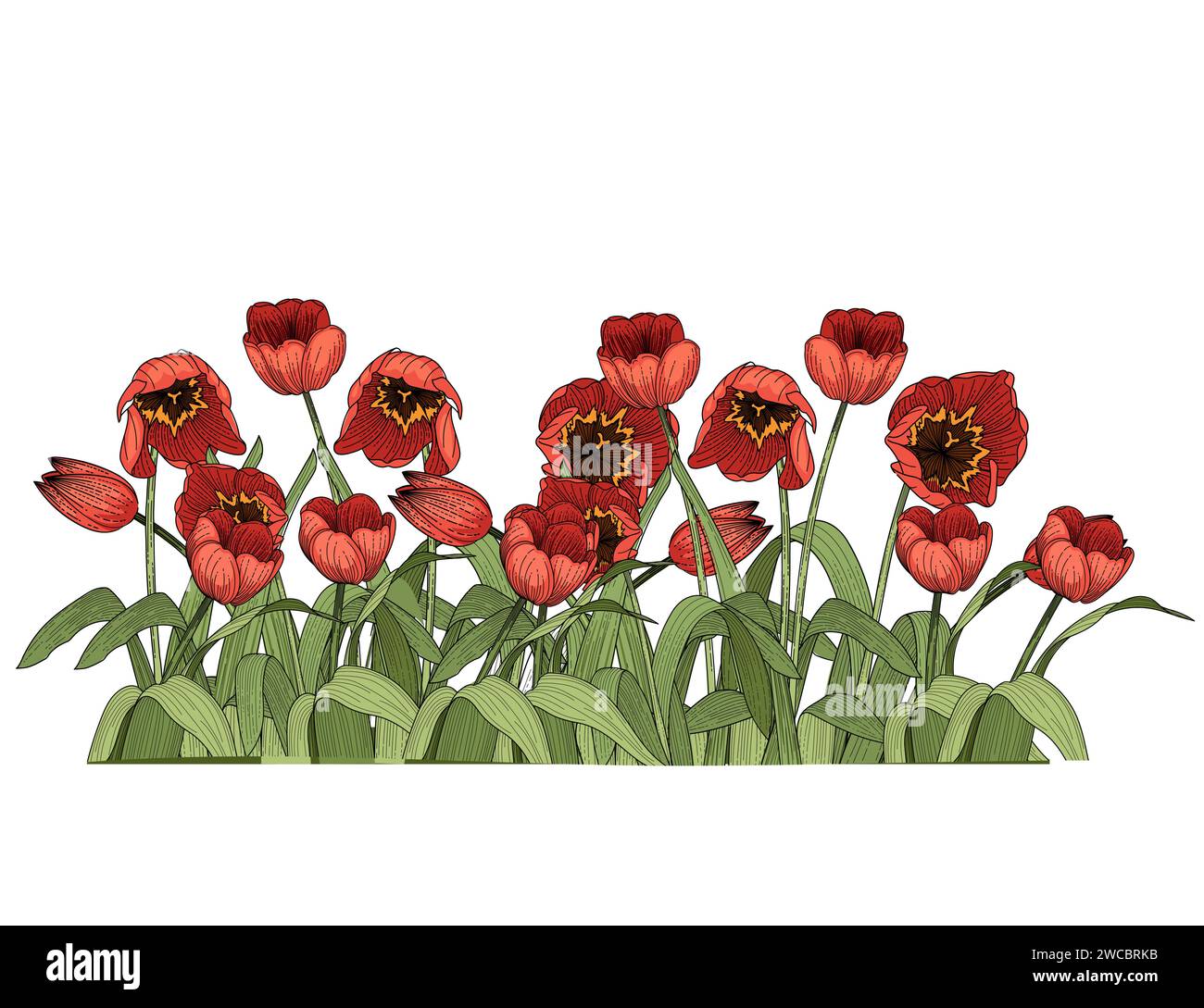 Set of three tulips flower hand drawn colorful sketch for drawing book ...