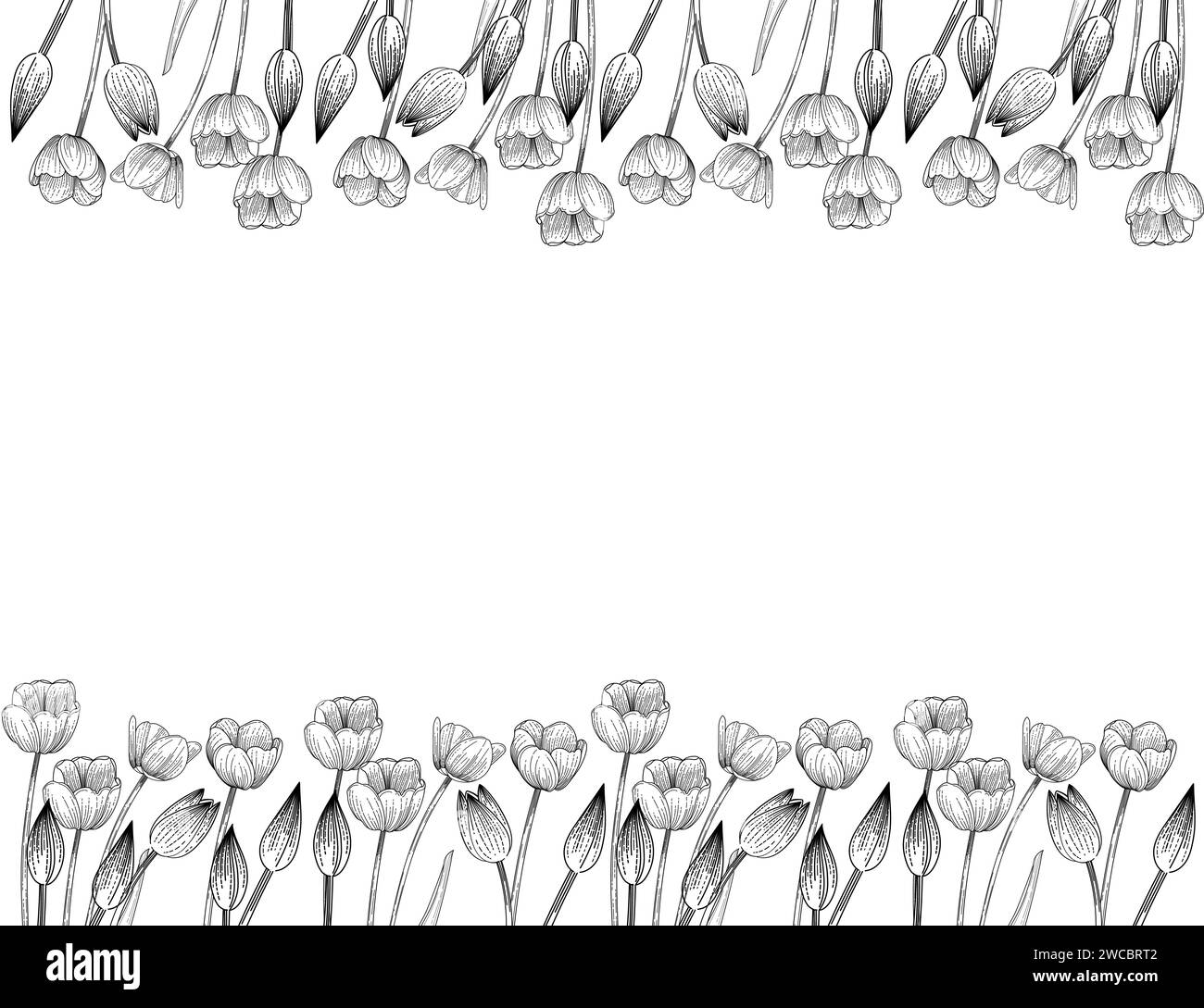 Set of three tulips flower hand drawn sketch for drawing book vector ...