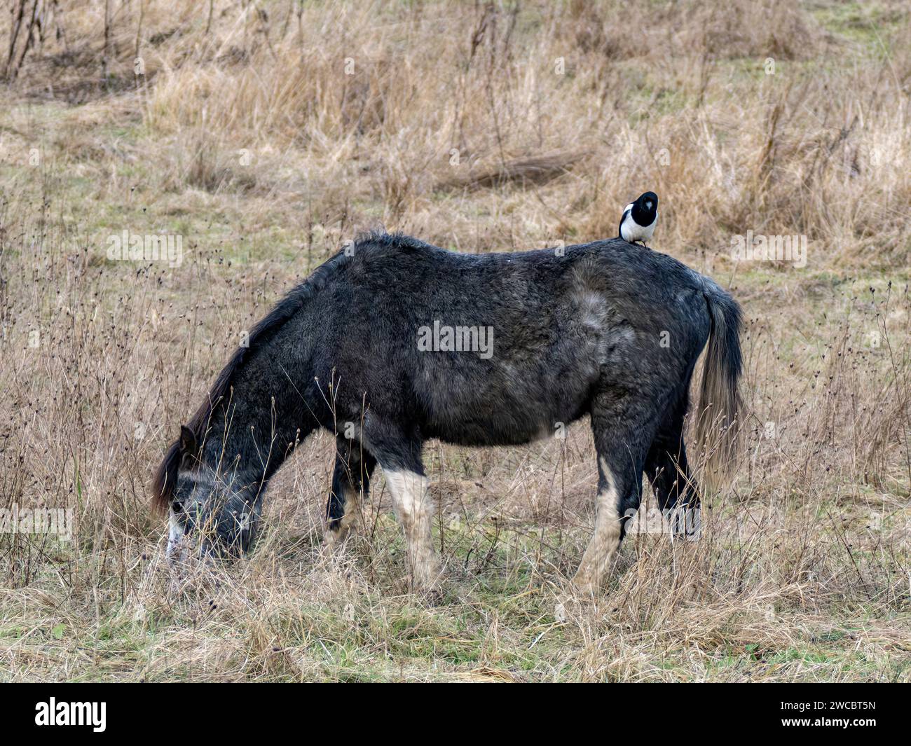 Welsh black bird hi-res stock photography and images - Alamy