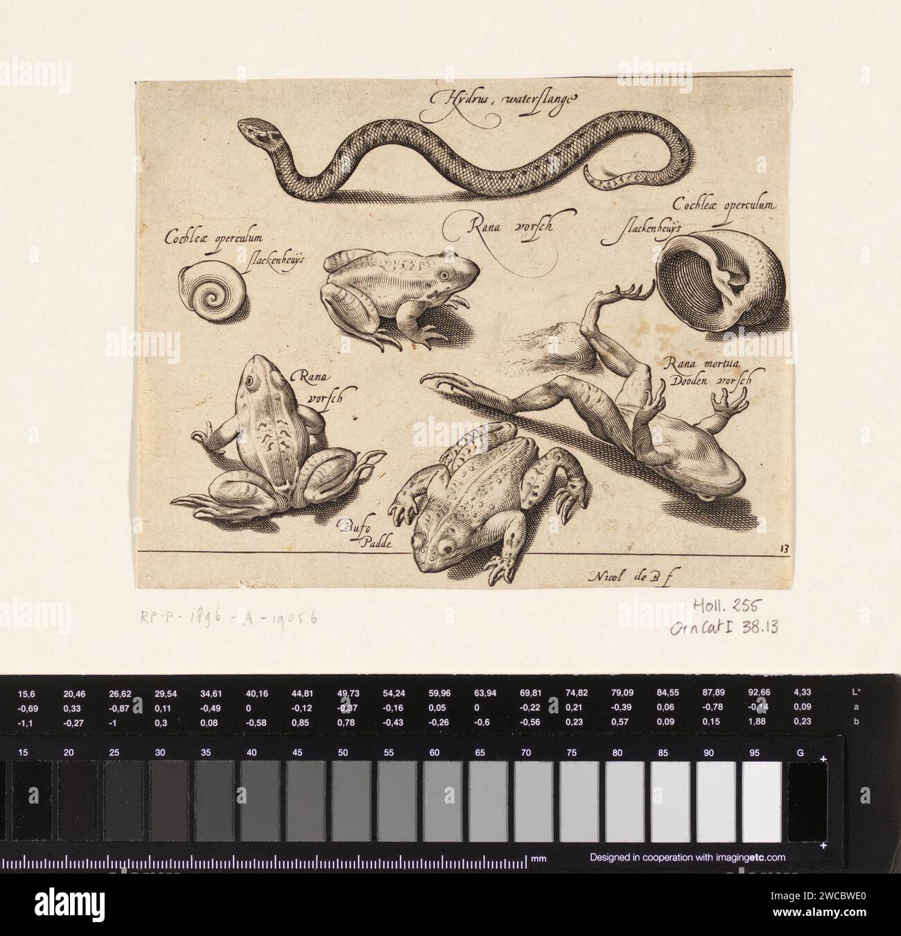 Waterslang, frogs and toads, Nicolaes de Bruyn, 1581 - 1656 print Water hose, frogs and toads ...