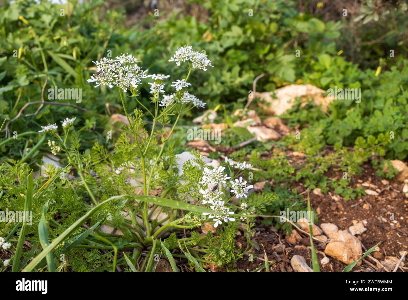 Scandix australis hi-res stock photography and images - Alamy
