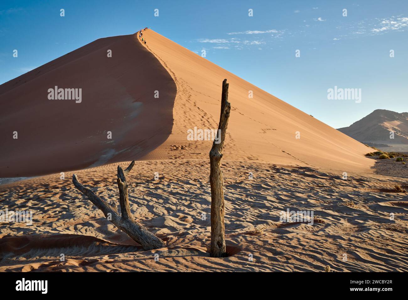 group of Tourists climbing up sand dune of Namib desert under strong ...