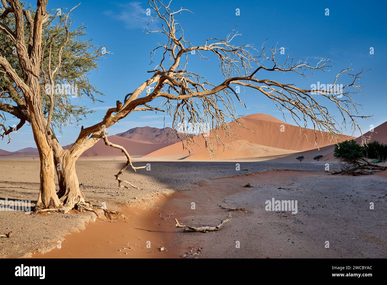 strong blowing wind over sand dunes of Namib desert, Namibia, Africa ...