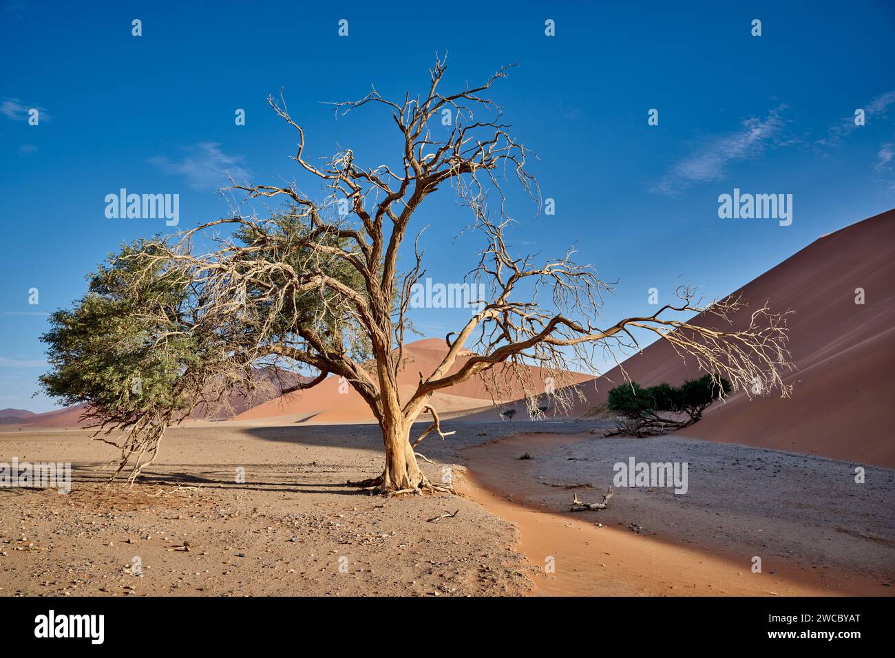 strong blowing wind over sand dunes of Namib desert, Namibia, Africa ...