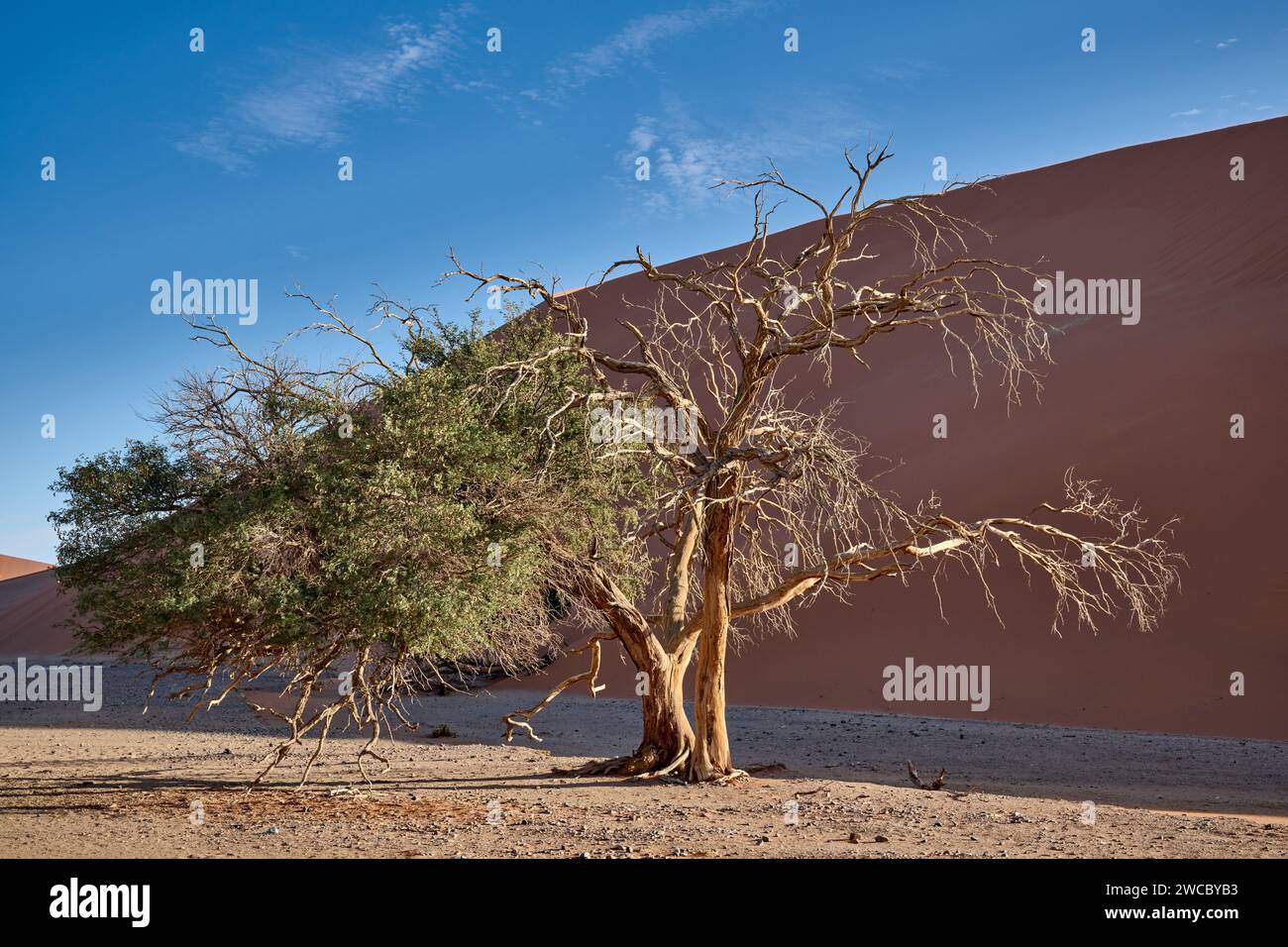 strong blowing wind over sand dunes of Namib desert, Namibia, Africa ...