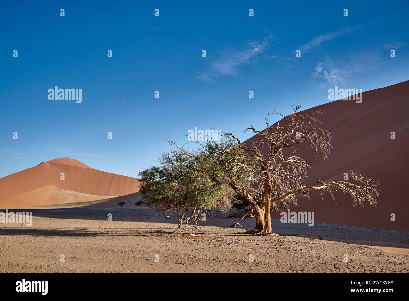 Strong wind tree blowing hi-res stock photography and images - Alamy