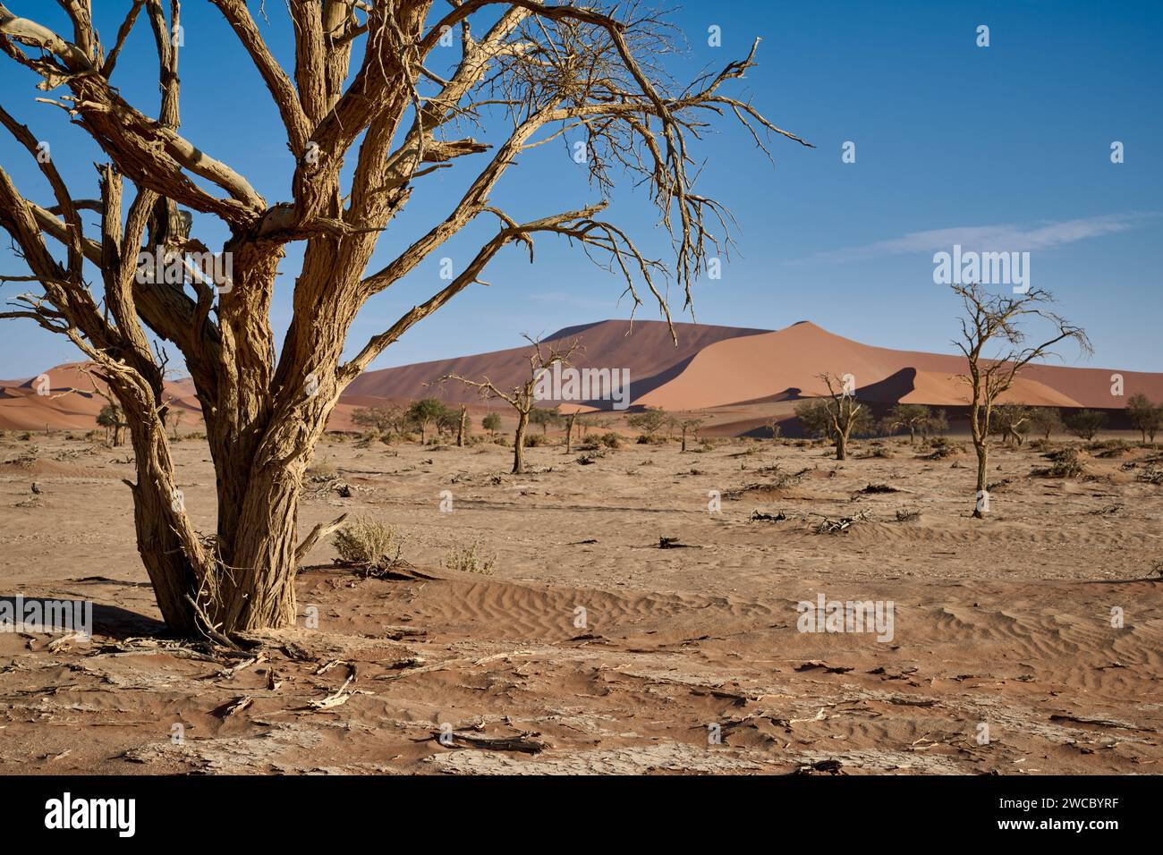 tree in sand dunes of Namib desert, Namibia, Africa Stock Photo - Alamy