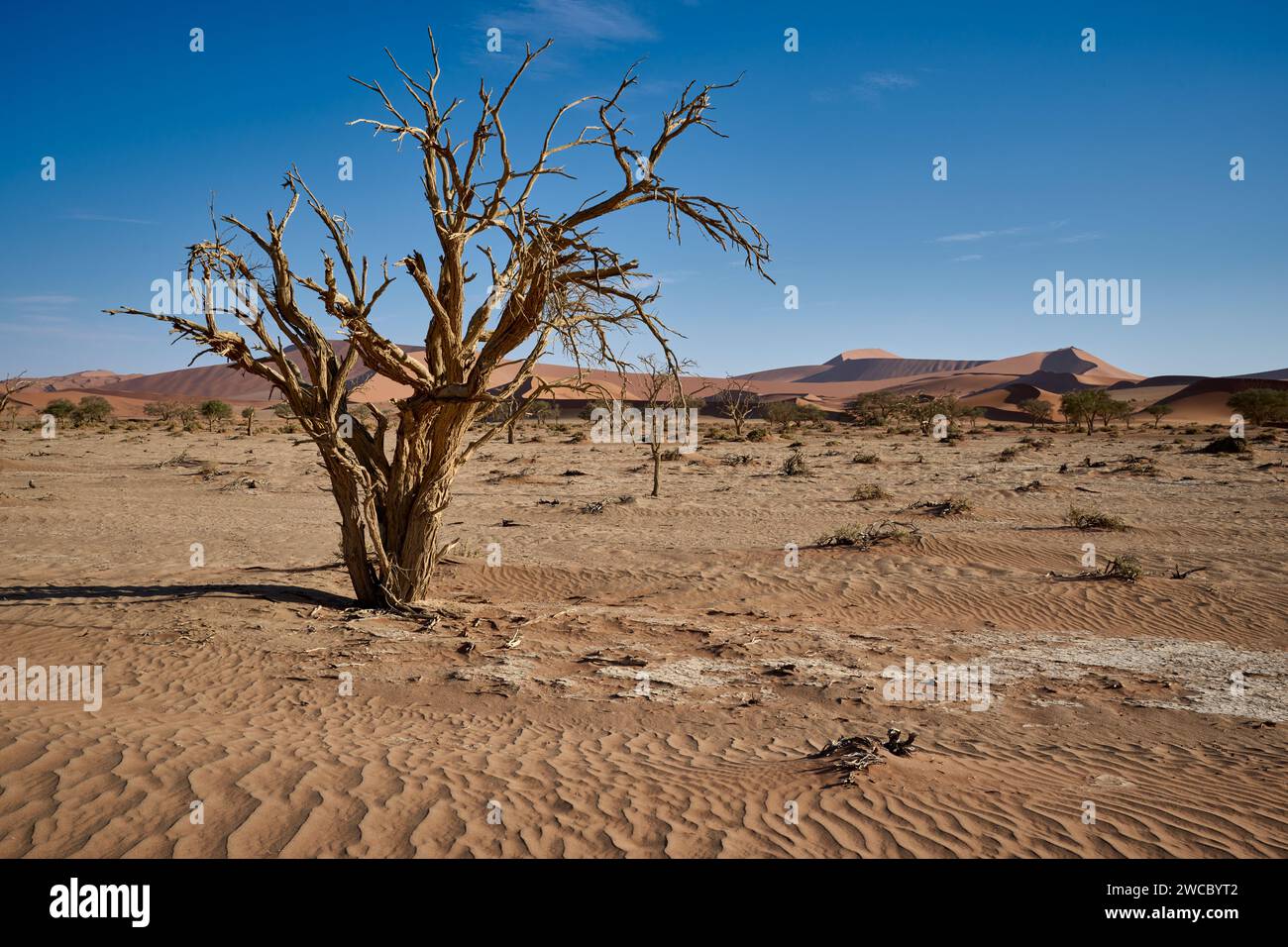 tree in sand dunes of Namib desert, Namibia, Africa Stock Photo - Alamy