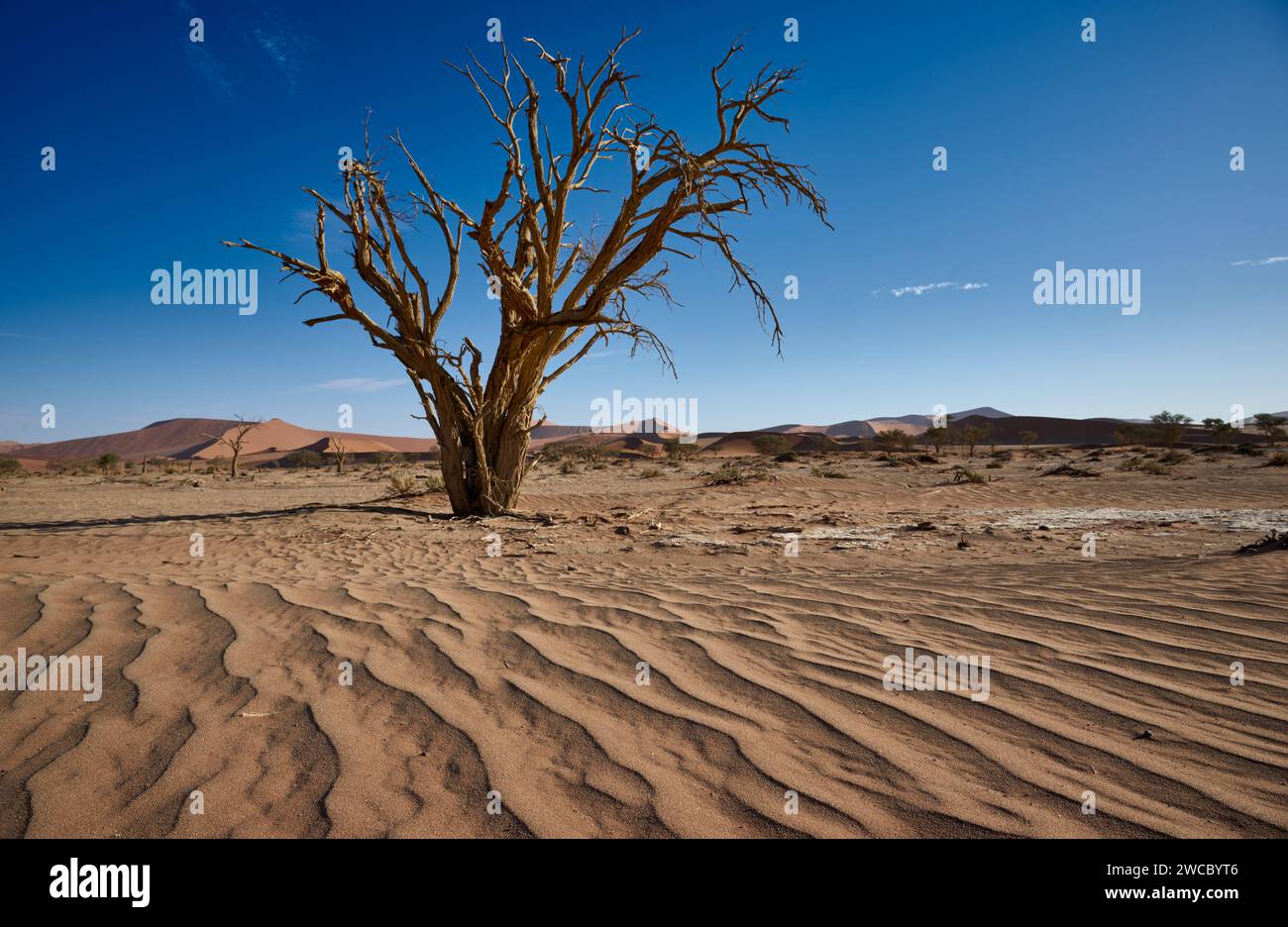 tree in sand dunes of Namib desert, Namibia, Africa Stock Photo - Alamy