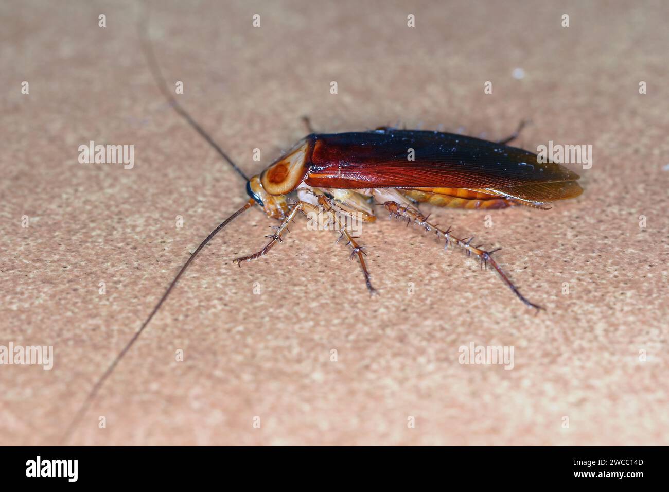 Adult American Cockroach of the species Periplaneta americana. At night ...