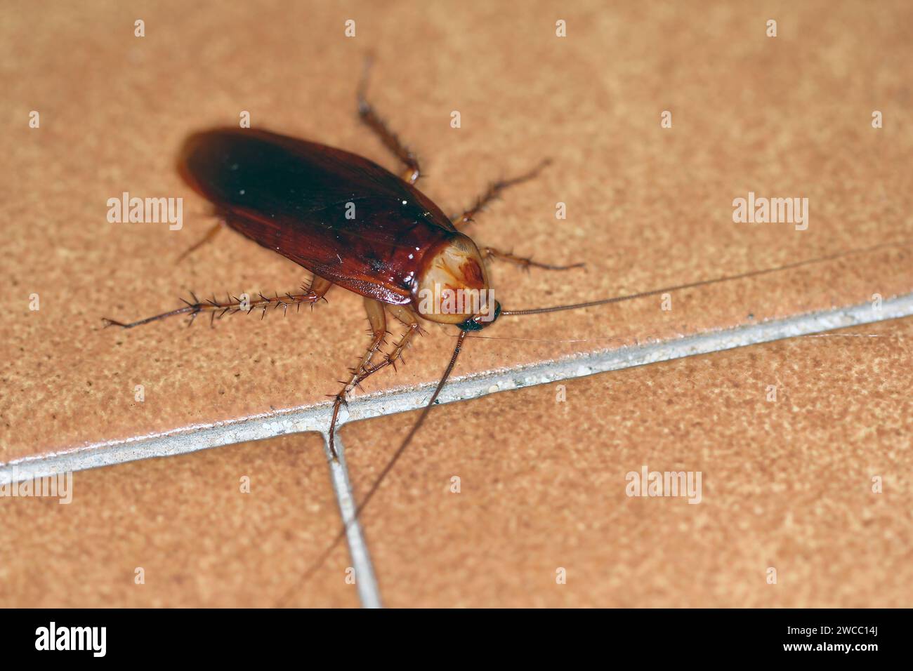 Adult American Cockroach of the species Periplaneta americana. At night ...