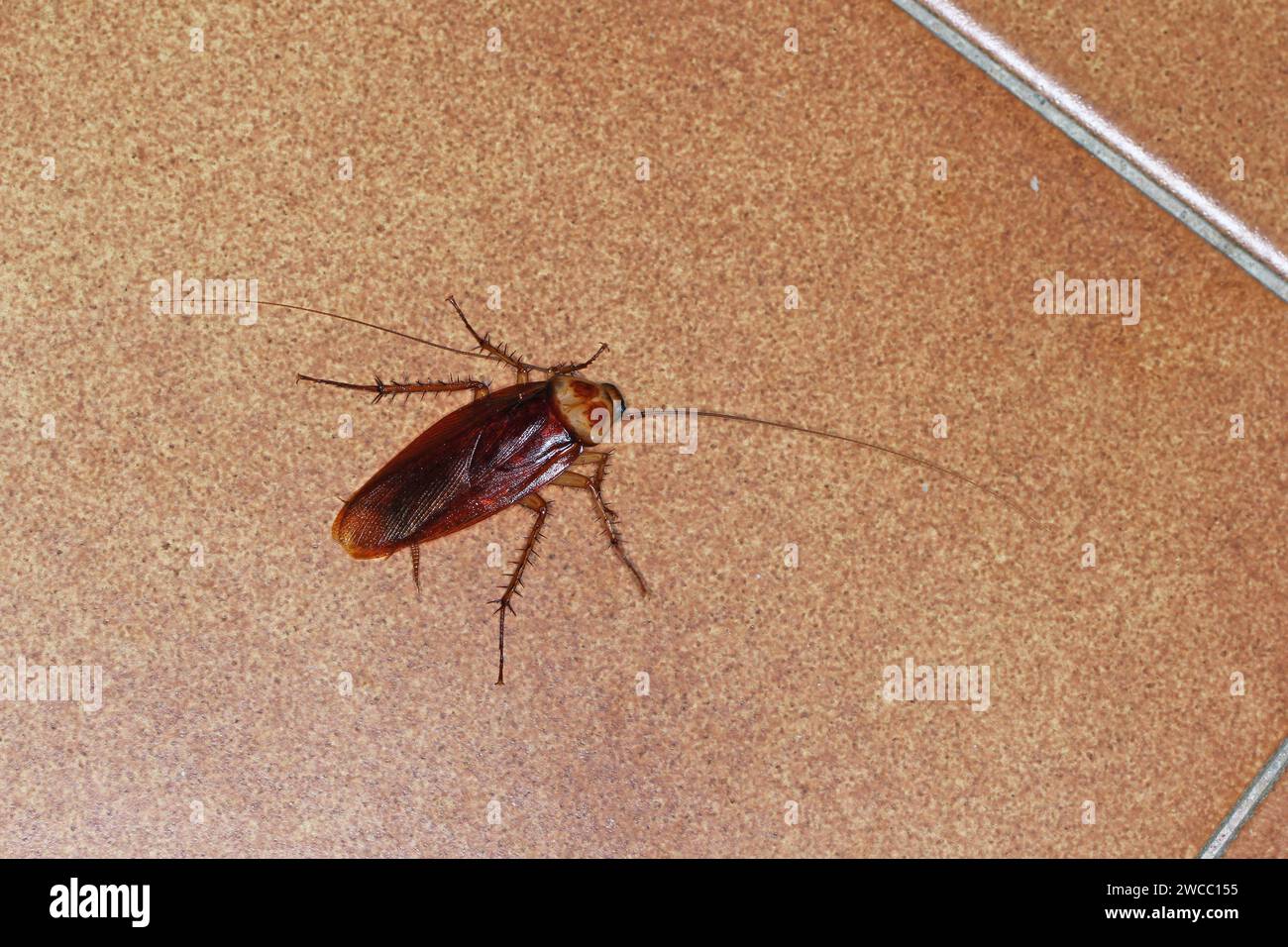 Adult American Cockroach of the species Periplaneta americana. At night ...