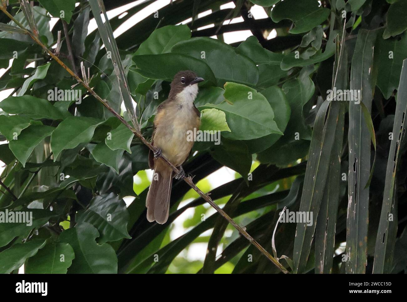 Simple greenbull hi-res stock photography and images - Alamy