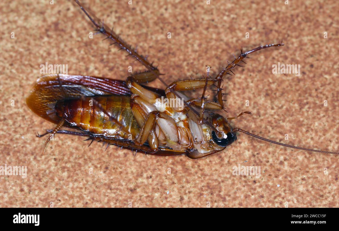 Adult American Cockroach of the species Periplaneta americana. At night ...