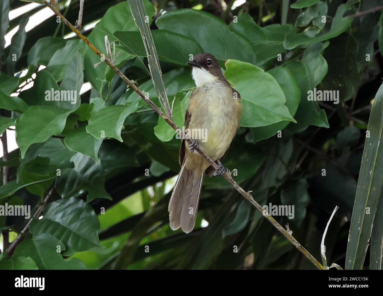 Simple greenbull hi-res stock photography and images - Alamy