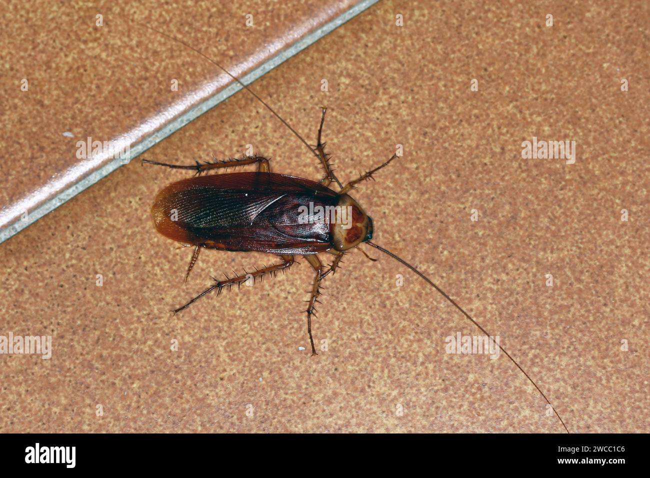 Adult American Cockroach of the species Periplaneta americana. At night ...