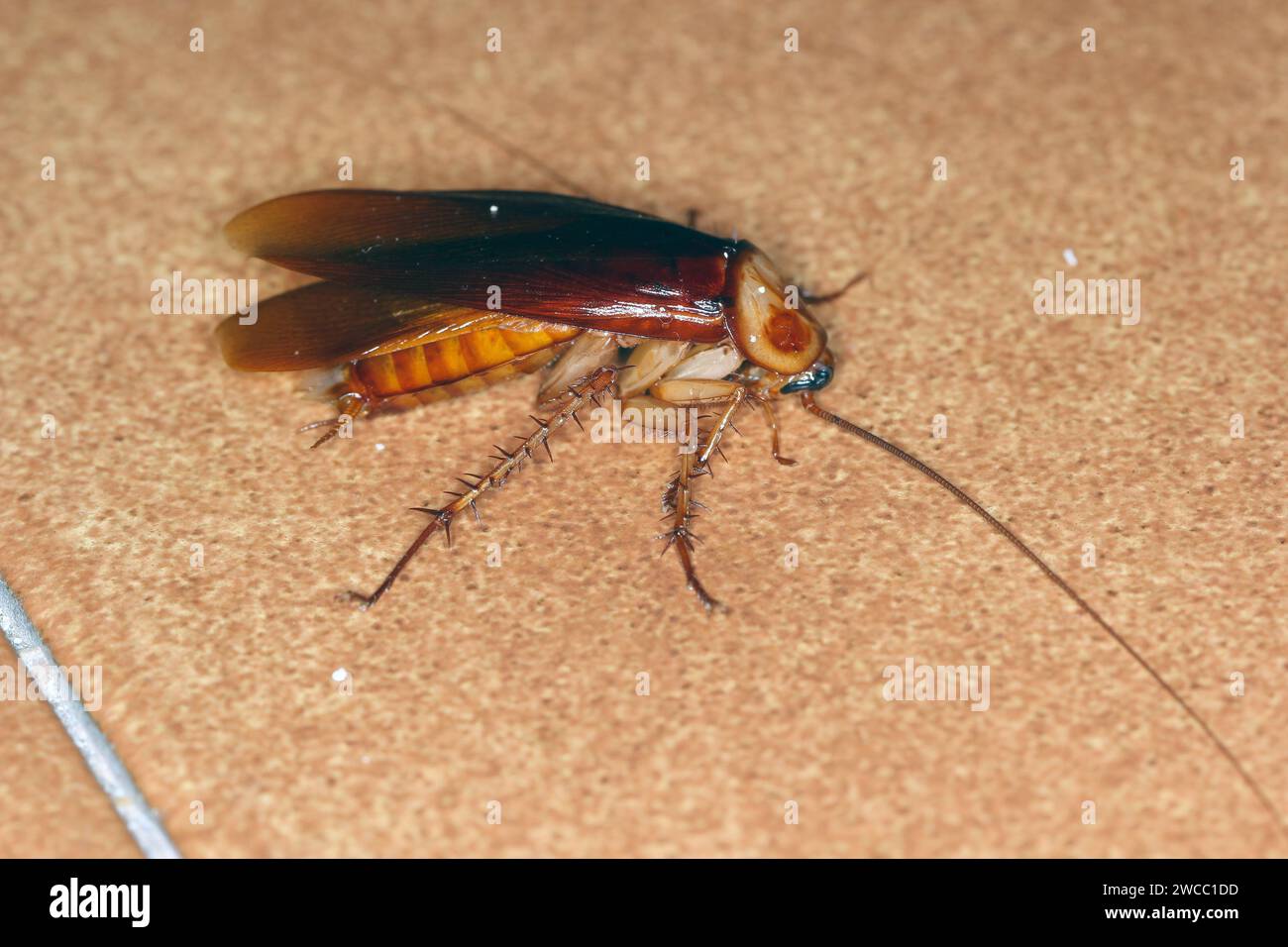 Adult American Cockroach of the species Periplaneta americana. At night ...