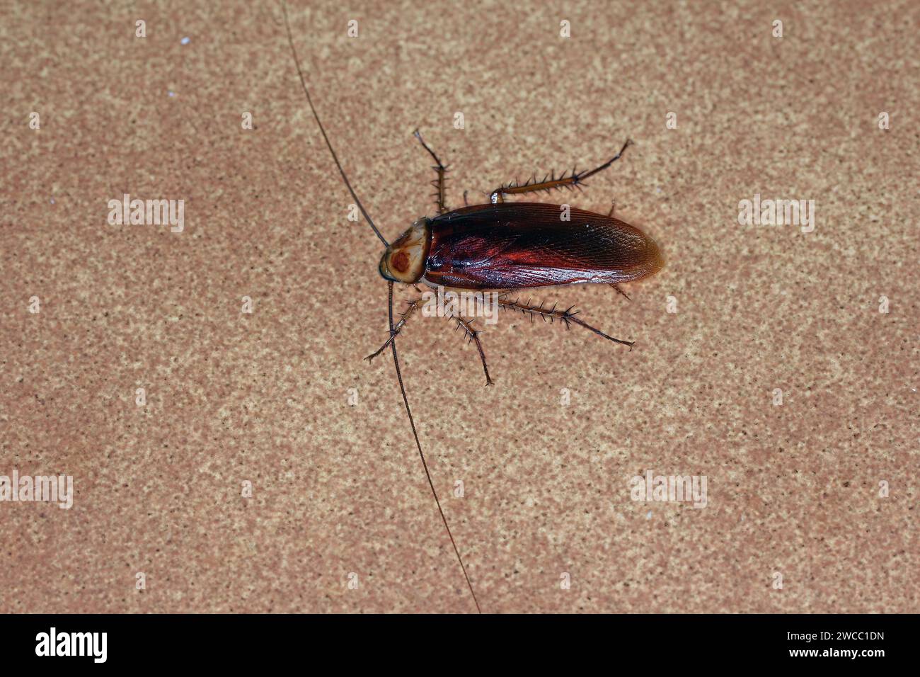 Adult American Cockroach of the species Periplaneta americana. At night ...