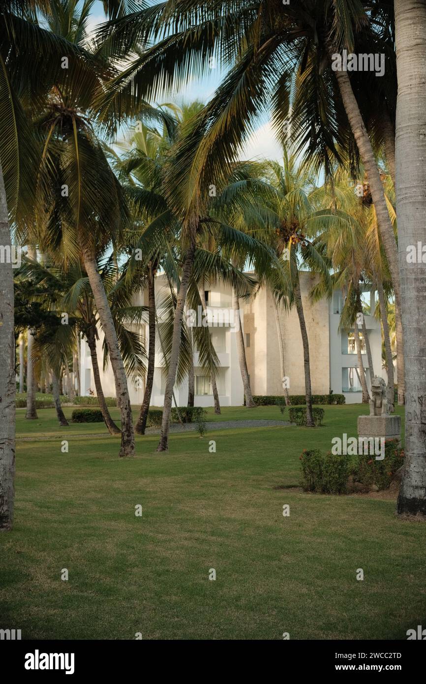 Breezy tropical palm trees hi-res stock photography and images - Alamy