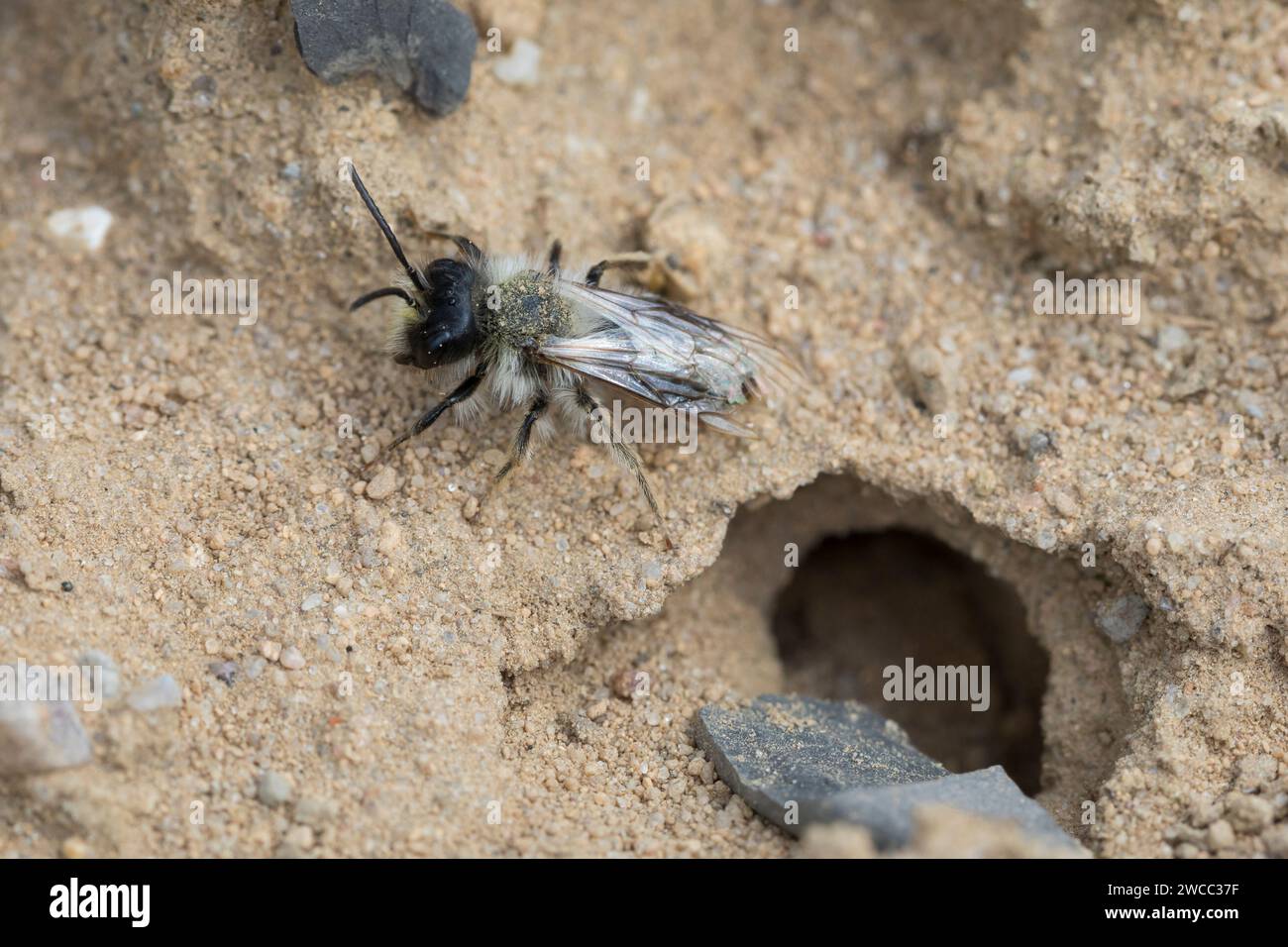 Sandbienen hi-res stock photography and images - Alamy