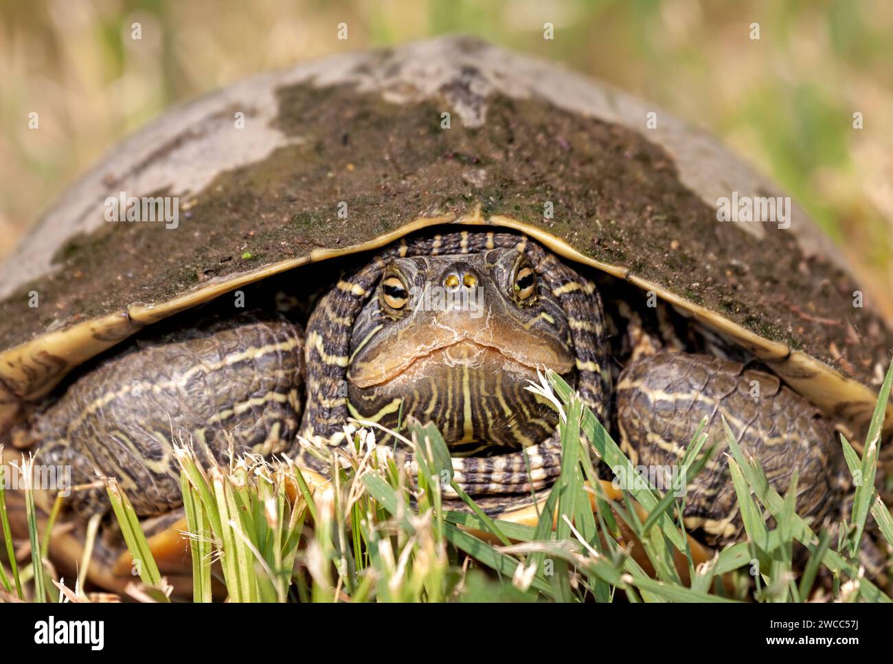 A close-up of a northern map turtle laying in the grass. The turtle ...
